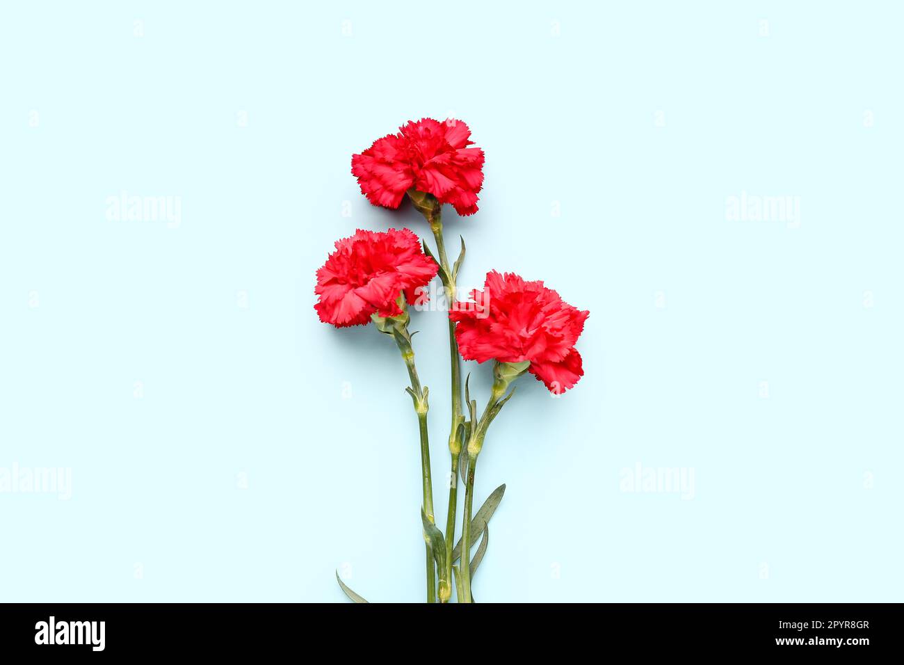 Red carnations on light blue background Stock Photo - Alamy