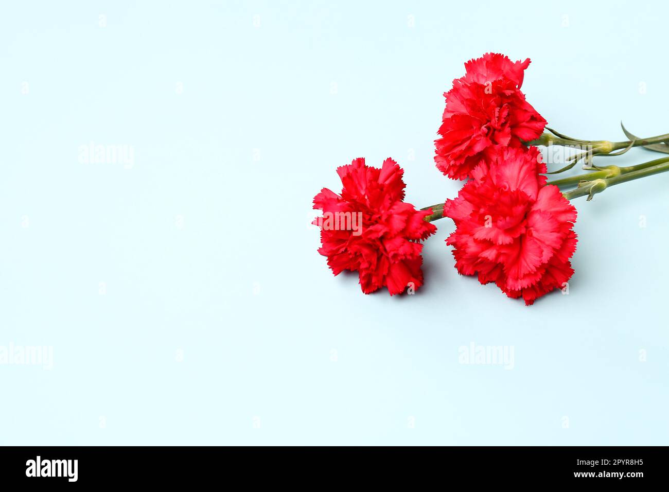 Red carnations on light blue background Stock Photo - Alamy