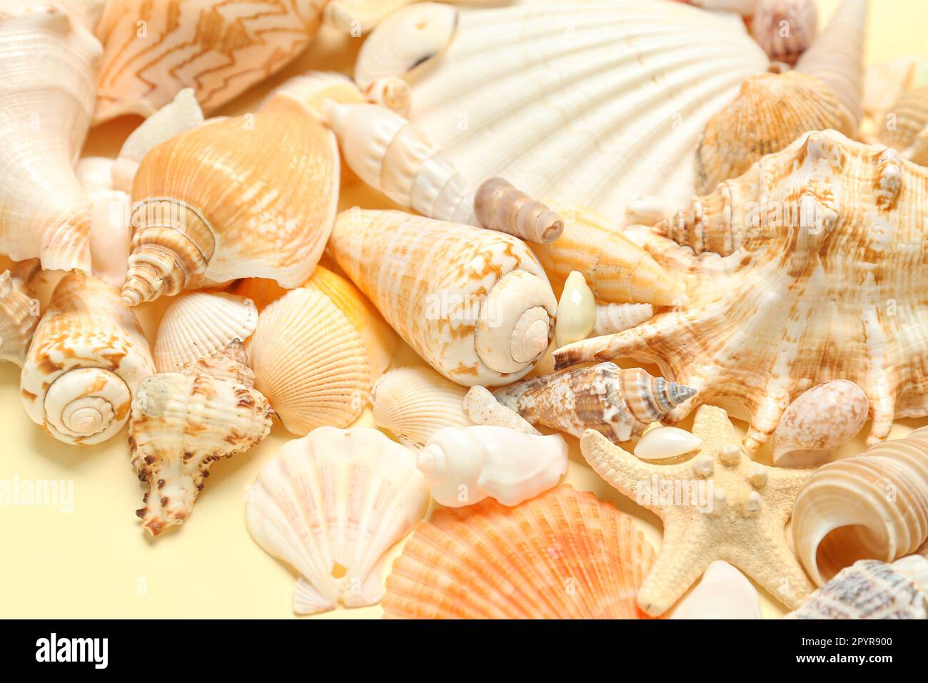 Different sea shells on beige background, closeup Stock Photo - Alamy