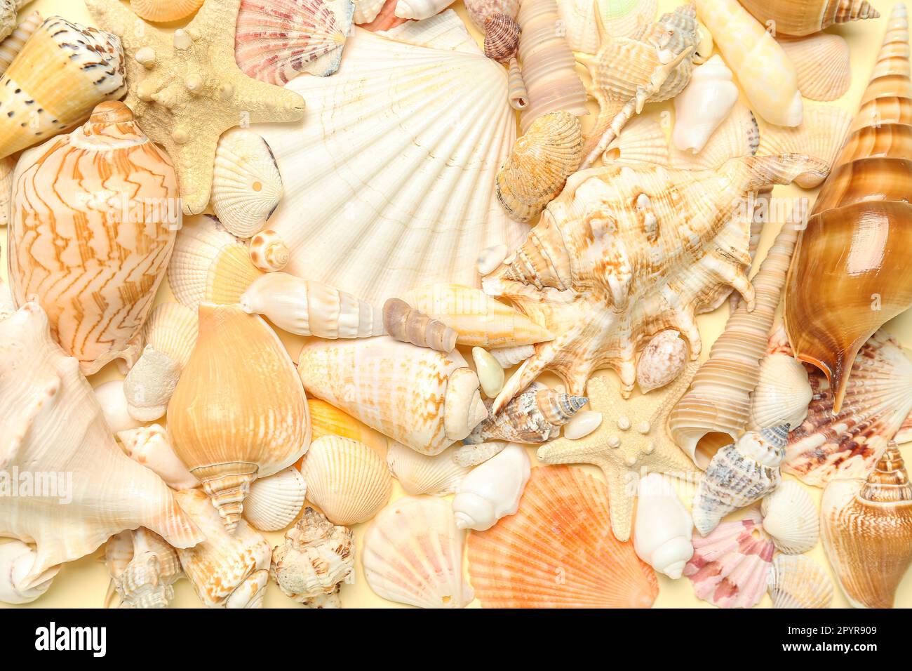 Different sea shells on beige background, closeup Stock Photo - Alamy