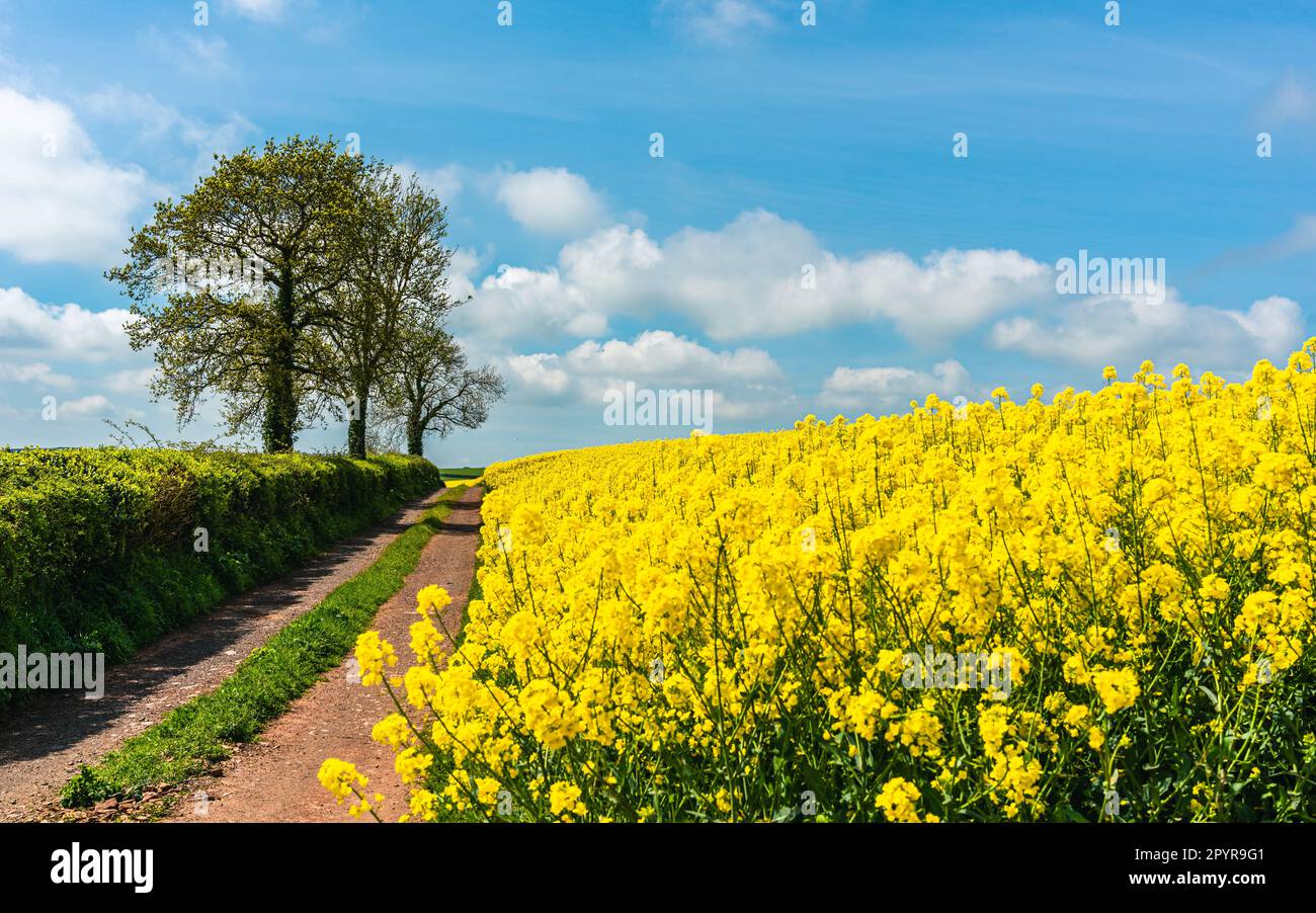 Rapeseed fields and farms, Devon, England Stock Photo - Alamy