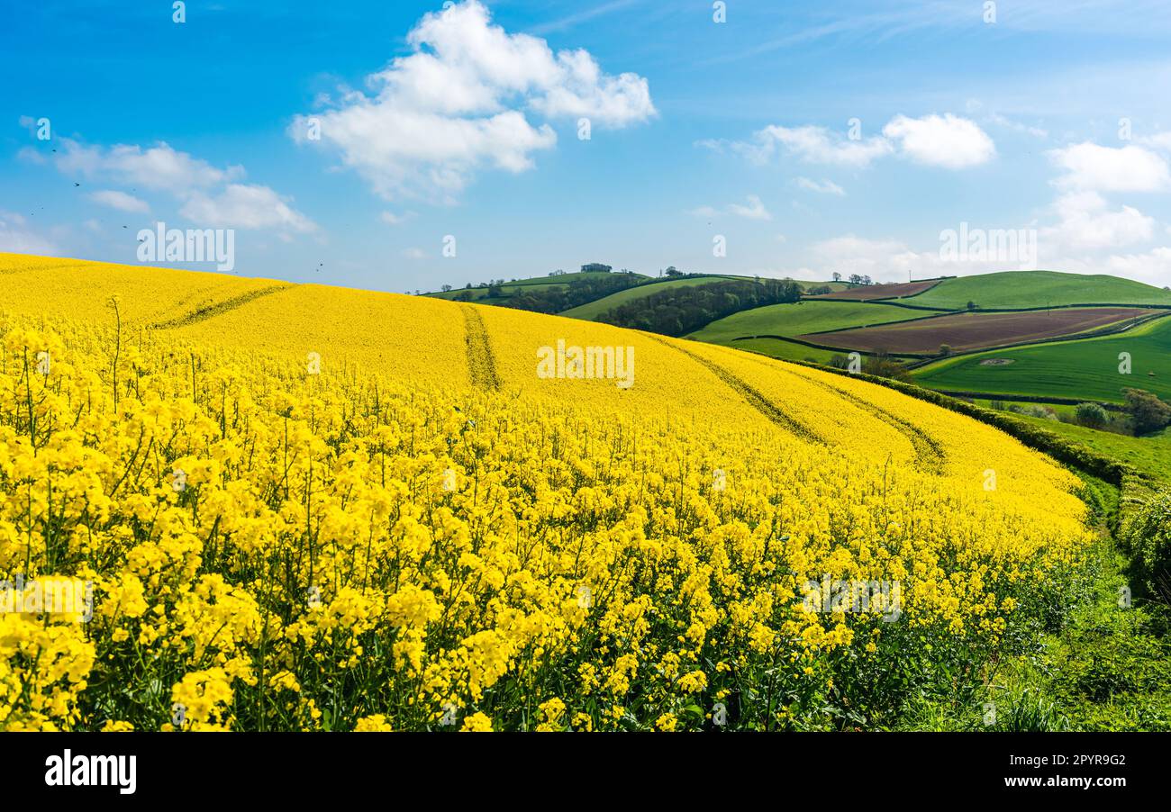Rapeseed fields and farms, Devon, England Stock Photo - Alamy