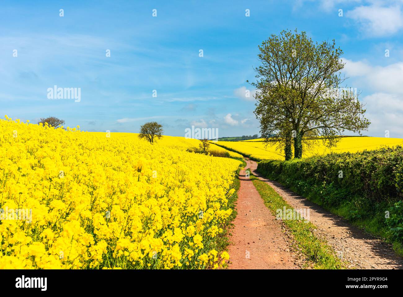 Rapeseed fields and farms, Devon, England Stock Photo - Alamy