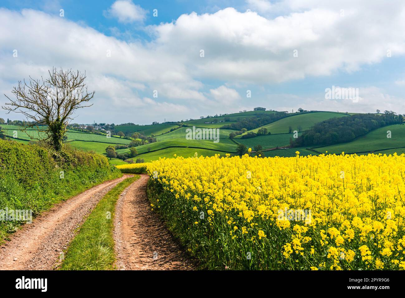 Rapeseed fields and farms, Devon, England Stock Photo - Alamy