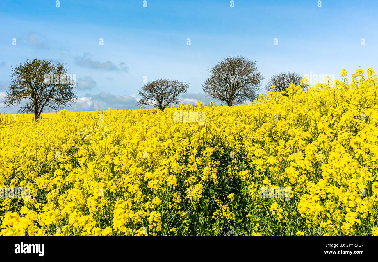 Rapeseed fields and farms, Devon, England Stock Photo - Alamy