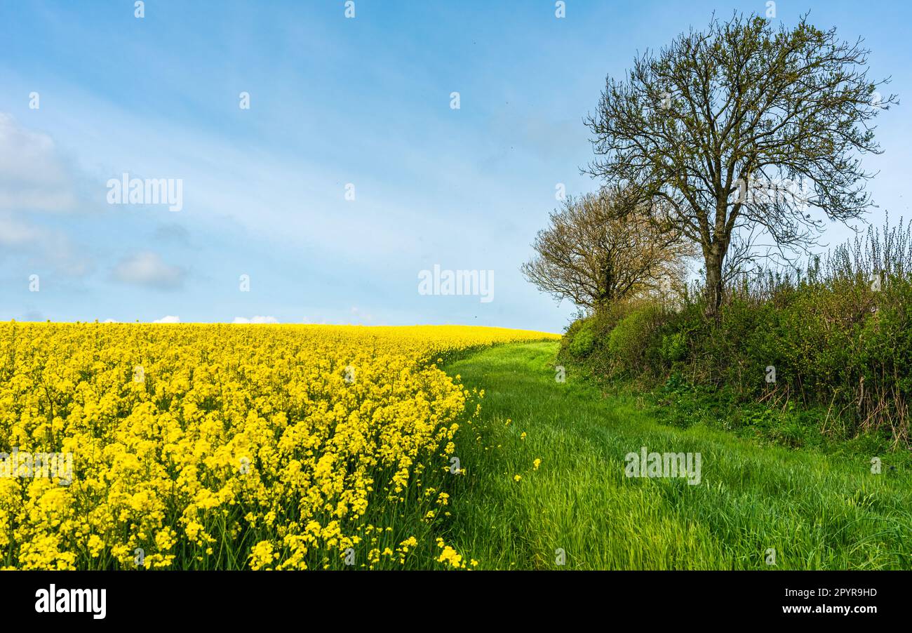 Rapeseed fields and farms, Devon, England Stock Photo - Alamy