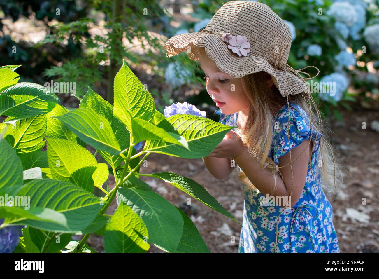 Cute toddler girl in a hat sniffing a flower of hydrangea in the garden ...