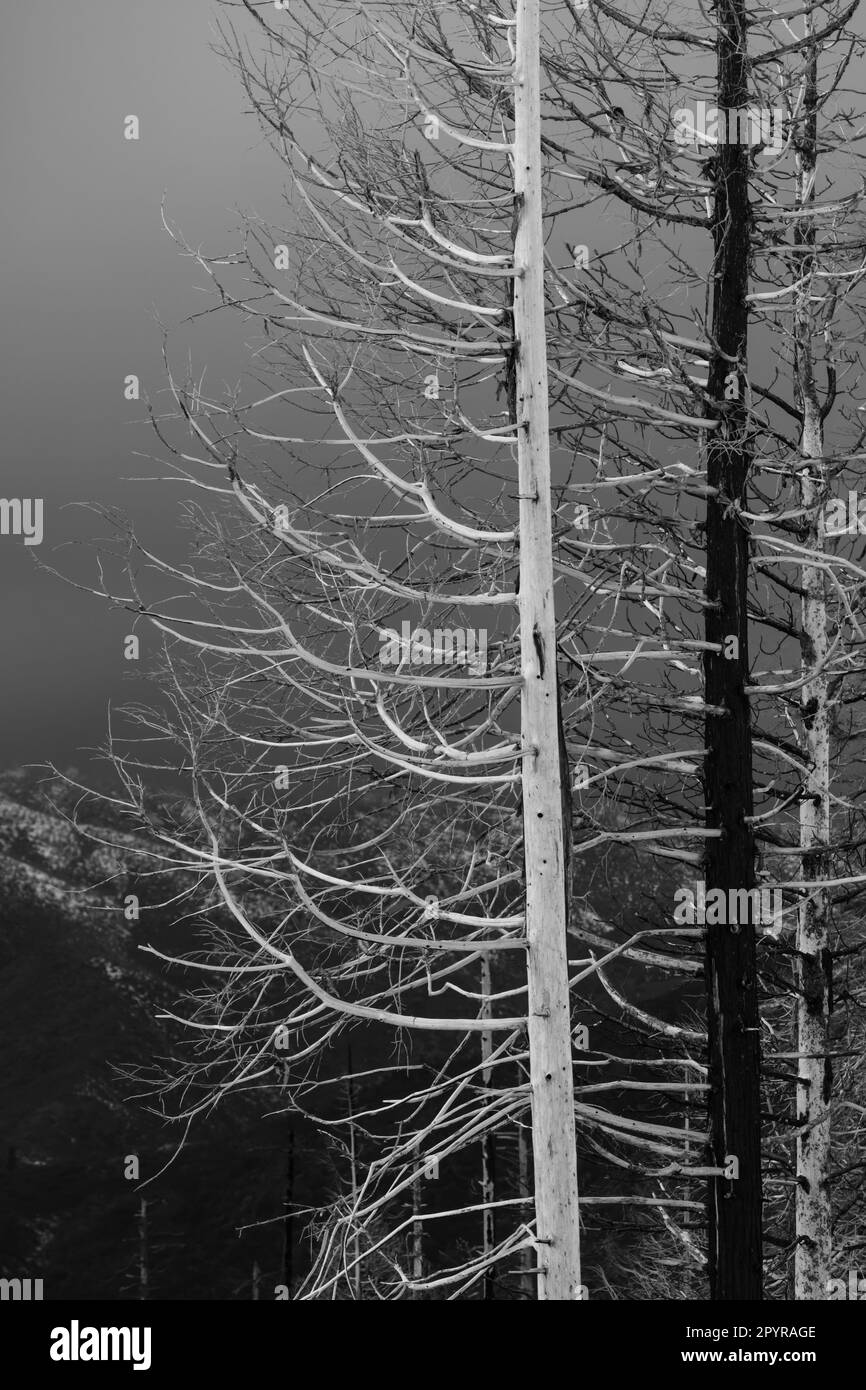 Dead trees after a forest fire devestated an arera of Yosemite National ...