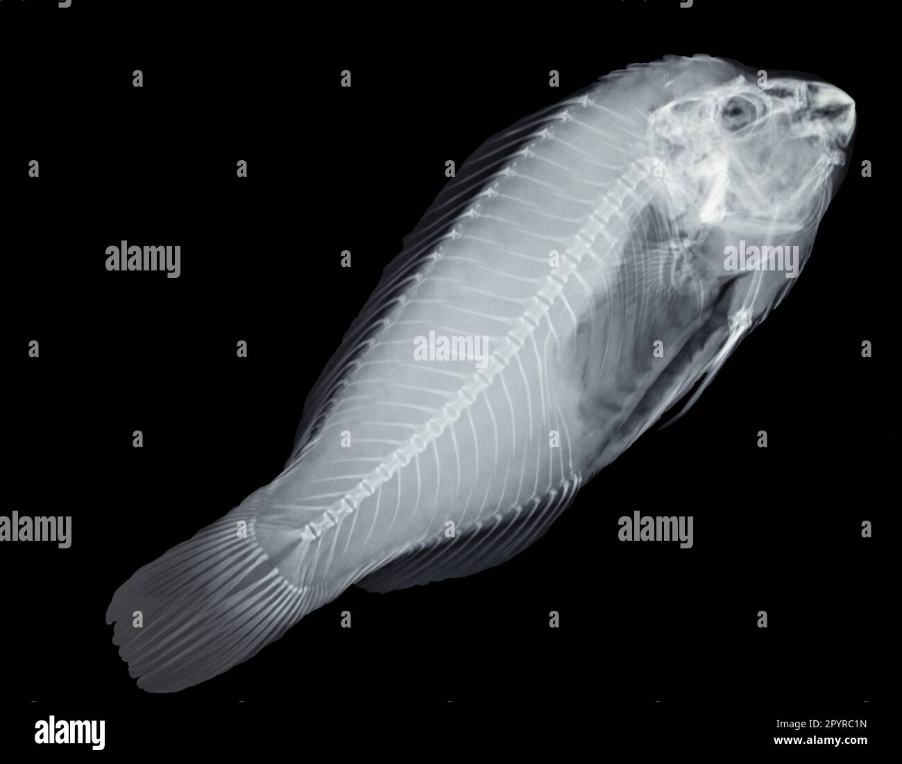 X for x ray fish hi-res stock photography and images - Alamy