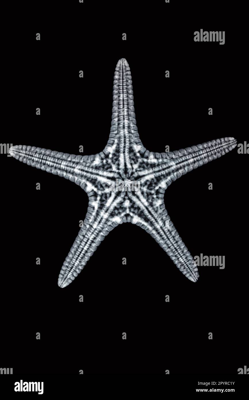 X ray xray starfish hi-res stock photography and images - Alamy