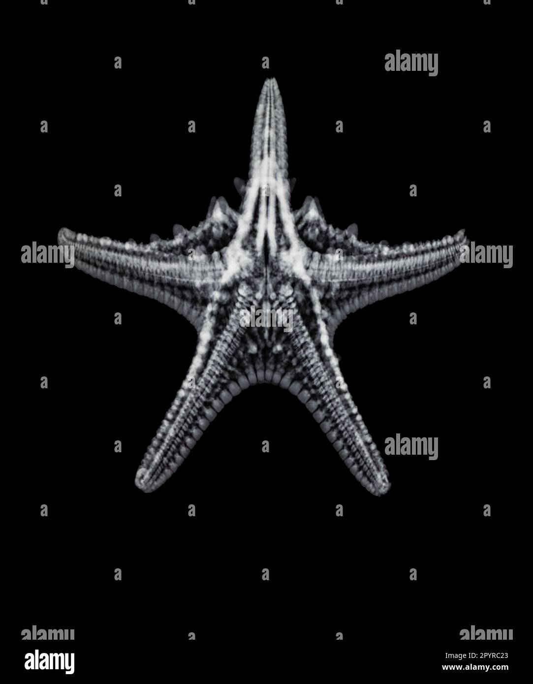 X ray xray starfish hi-res stock photography and images - Alamy