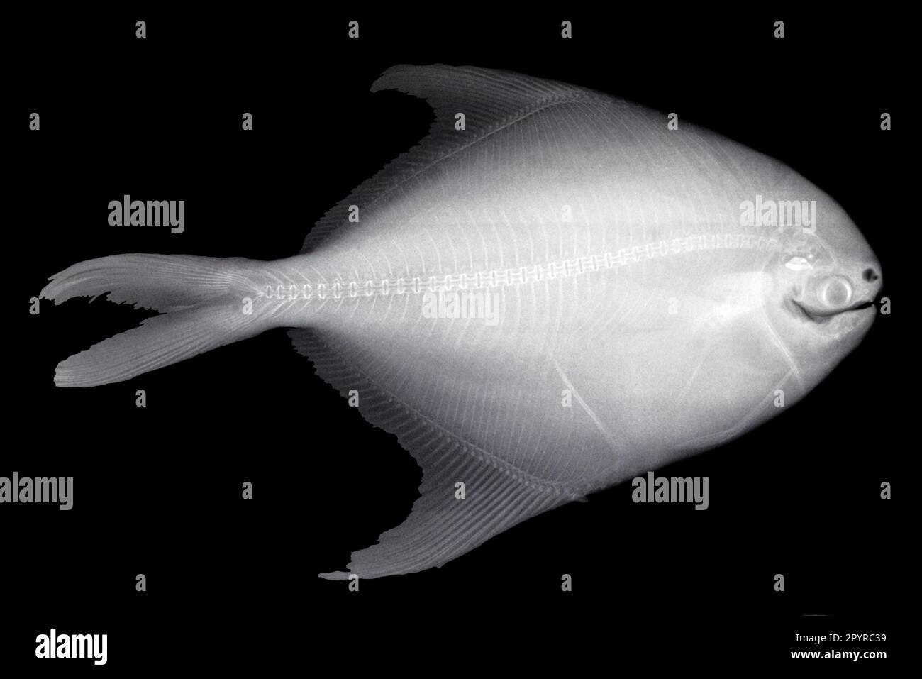 X for x ray fish hi-res stock photography and images - Alamy