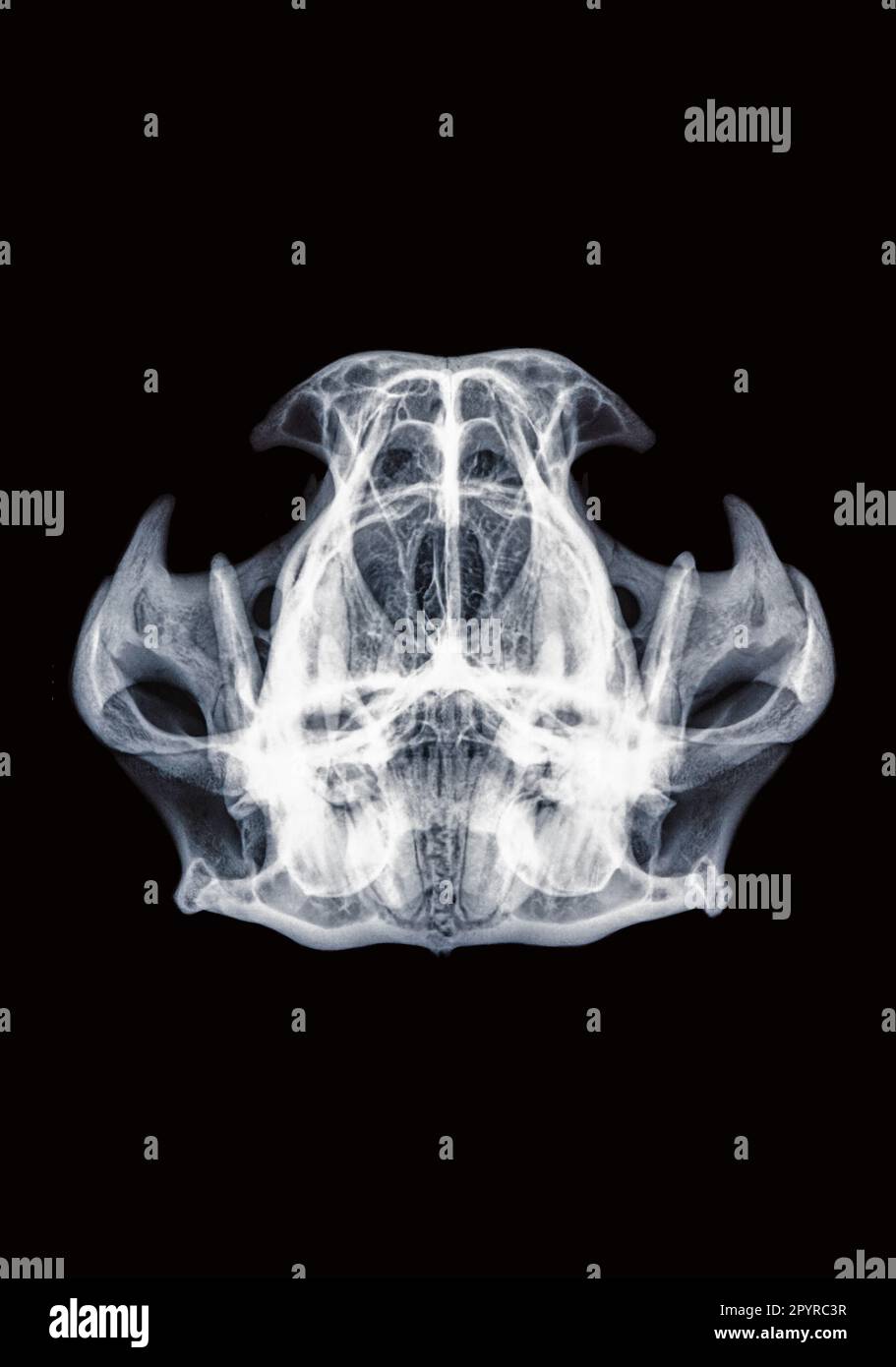 AP animal skull x-ray Stock Photo - Alamy