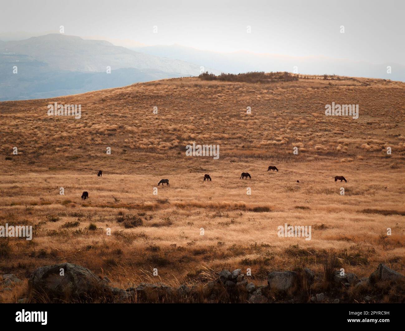 Pajonal hi-res stock photography and images - Alamy