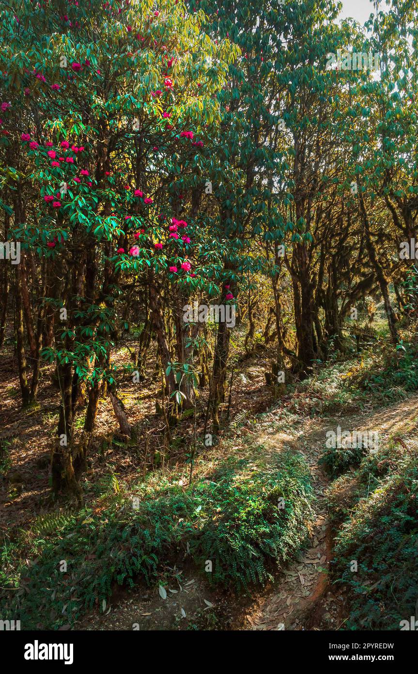 Trekking route through dense forest, from Hiley towards Varsey ...