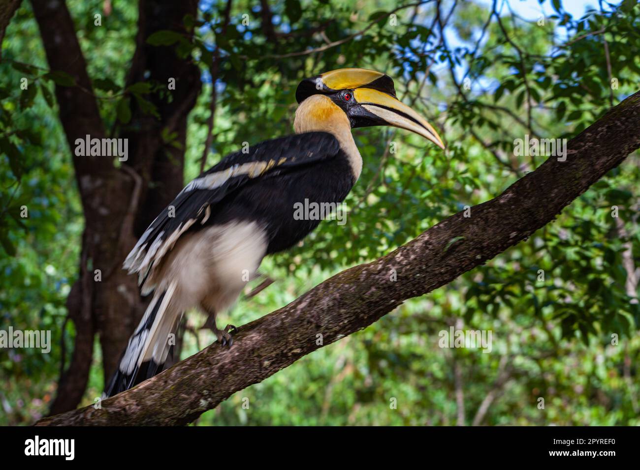 Hornbill eating fruit hi-res stock photography and images - Alamy