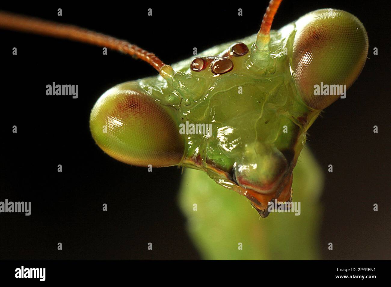 Praying mantis miomantis caffra hi-res stock photography and images - Alamy