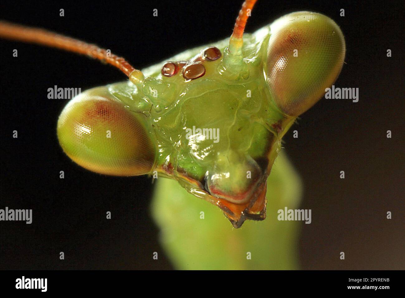 Close up of praying mantis eyes hi-res stock photography and images - Alamy