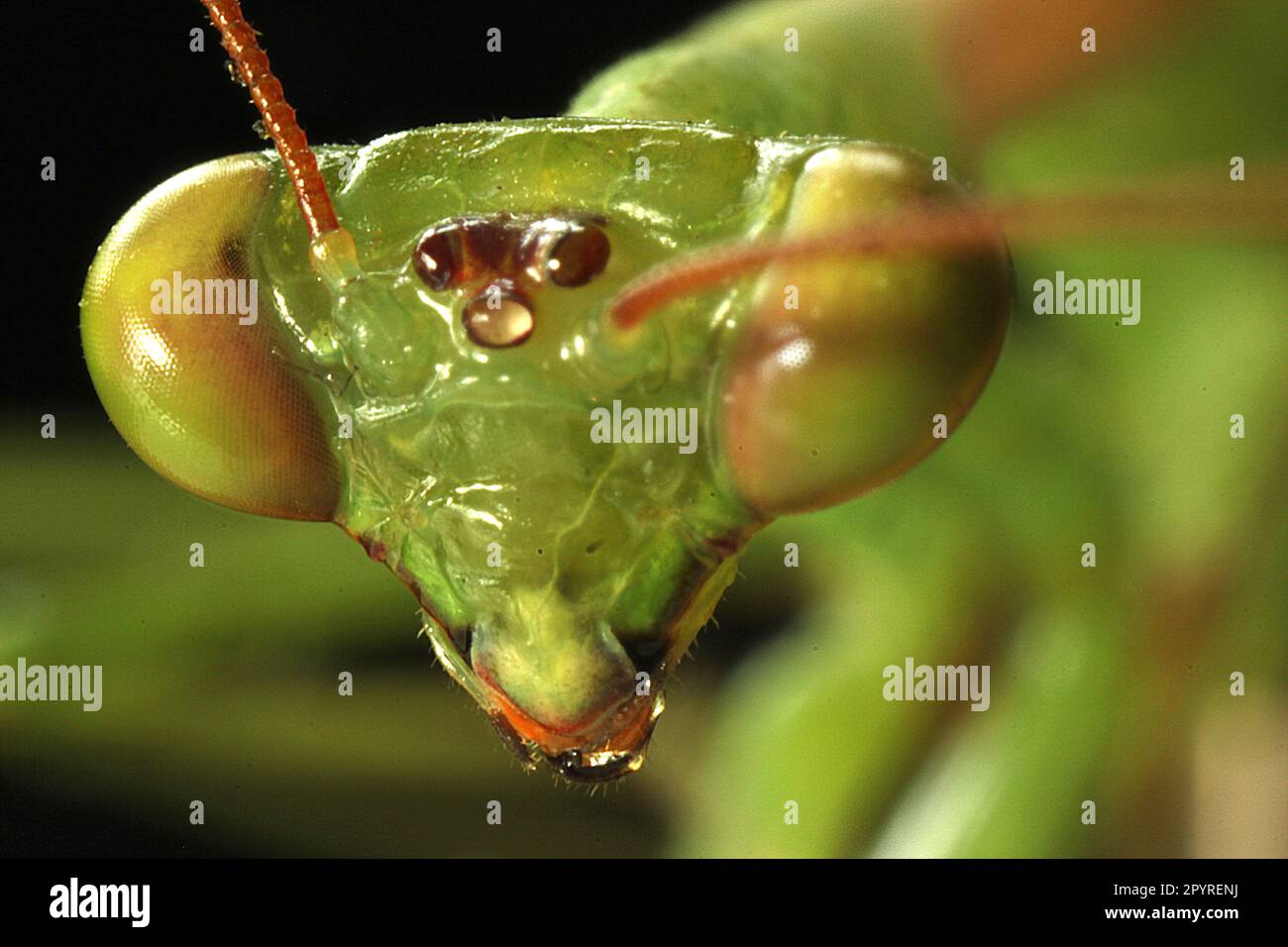 Praying mantis eyes hi-res stock photography and images - Alamy