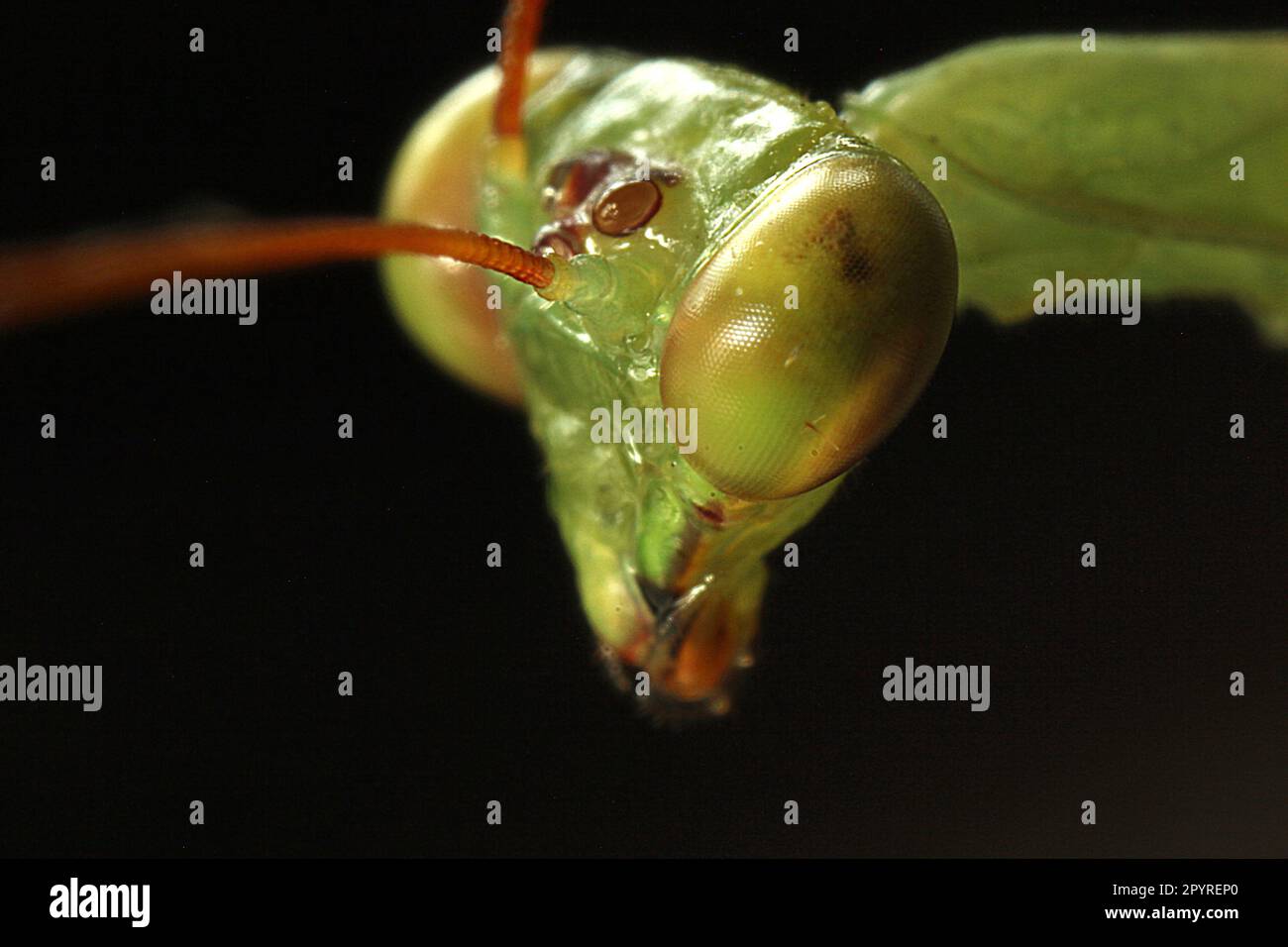 Close-up macro image of praying mantis (Miomantis caffra) head Stock ...