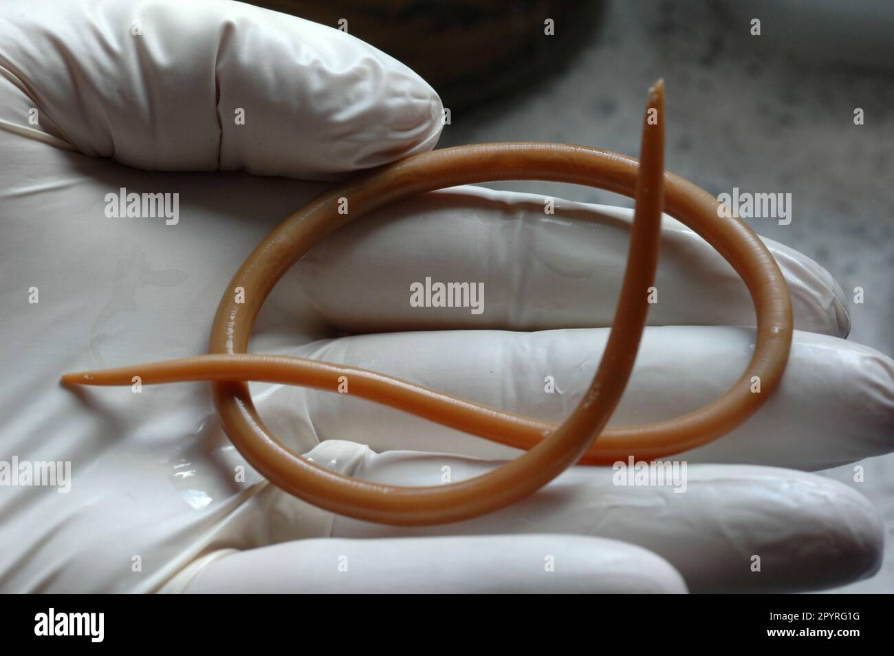 Parasitic nematode worm Stock Photo - Alamy