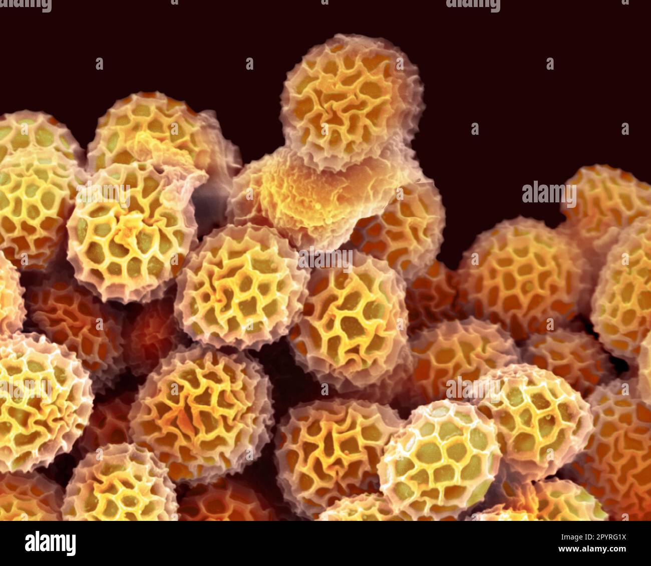 Aspergillus niger spores, SEM Stock Photo - Alamy