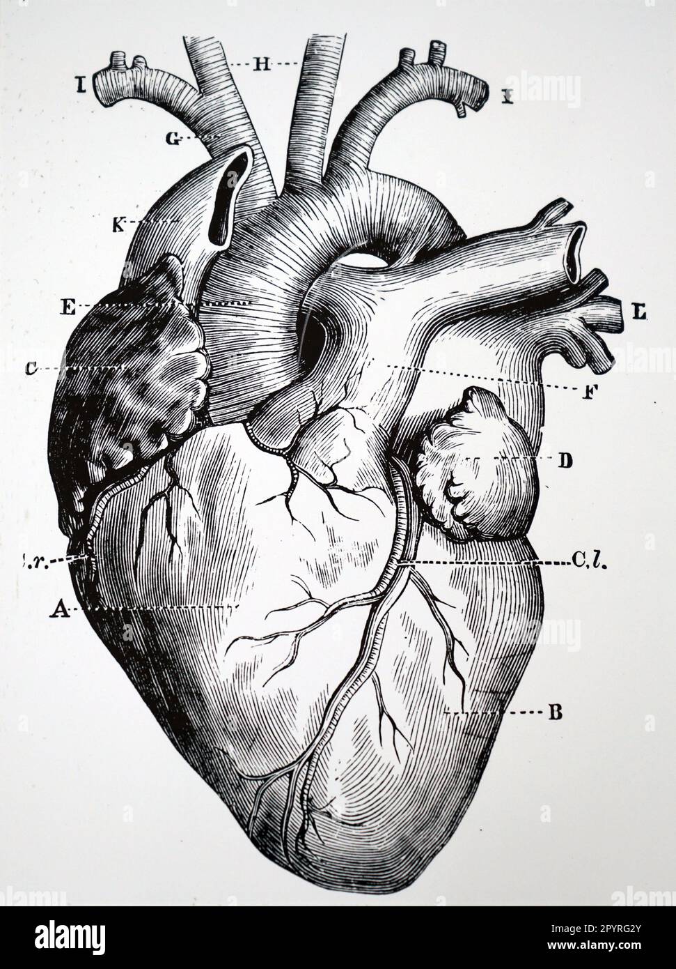 Human heart, illustration Stock Photo - Alamy