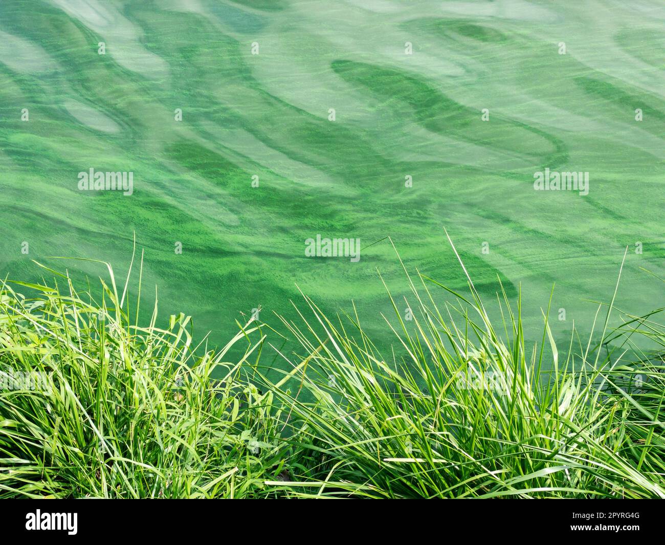 water pollution by blooming blue-green algae. green algae on the ...