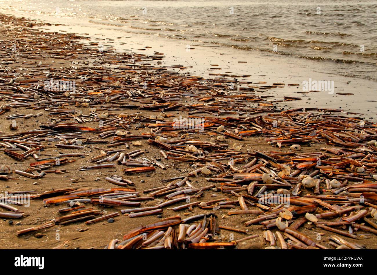 Sword Shells on the Beach, Juist Germany Stock Photo - Alamy