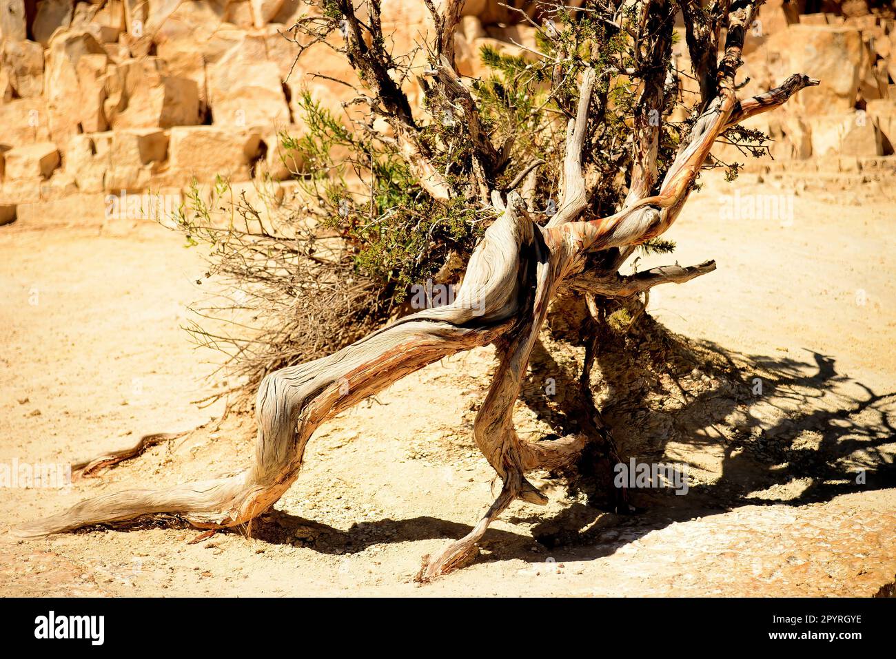 Late afternoon in the Grand Canyon Arizona with a ancient pinon pine ...