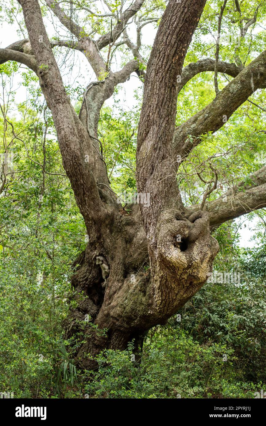 Ancient trees reach for sun in their position on the banks of the ...