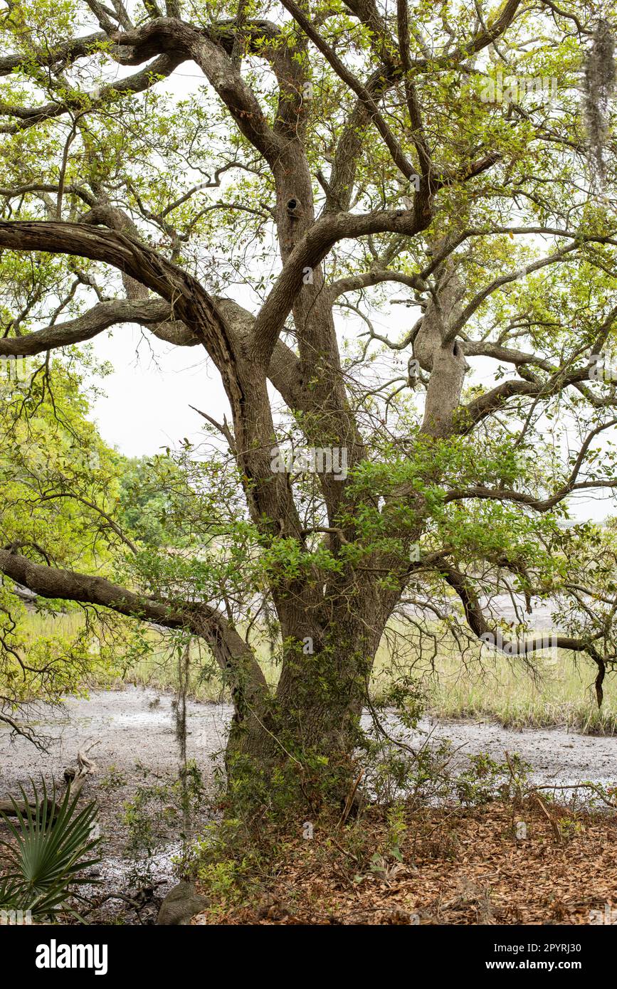 Ancient trees reach for sun in their position on the banks of the ...
