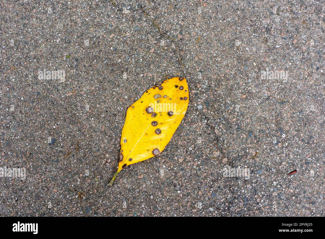 An aged holy yellow leaf has fallen onto the pavement in the middle of ...