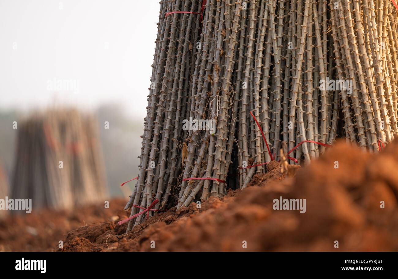 Cassava farm. Manioc or tapioca plant field. Bundle of cassava trees in ...