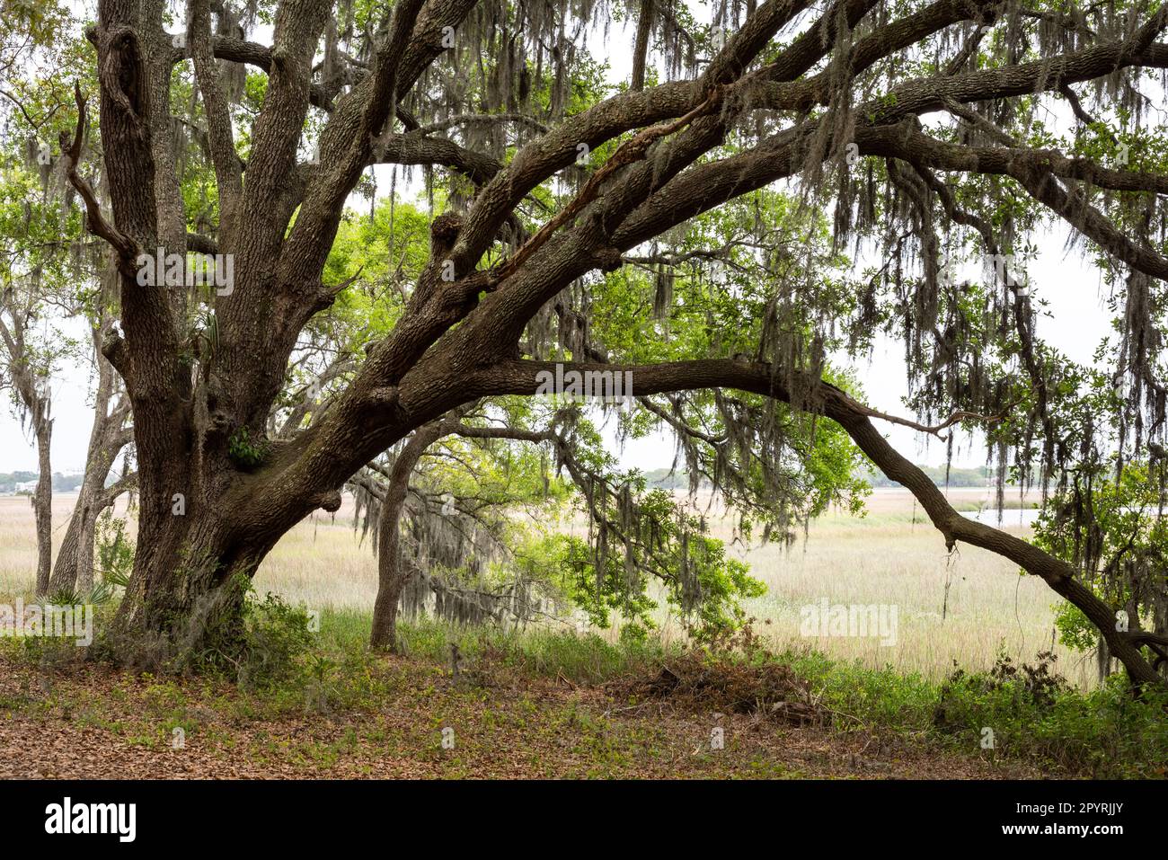 Ancient trees reach for sun in their position on the banks of the ...