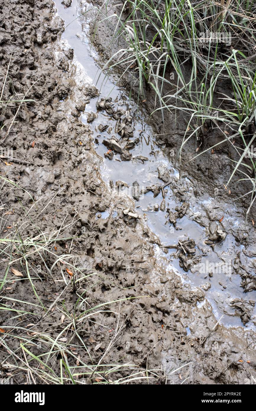 Wet marshlands hi-res stock photography and images - Alamy