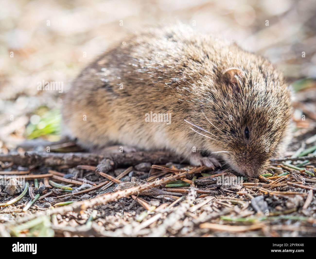 A closeup of a Common vole on the ground with a blurry background ...