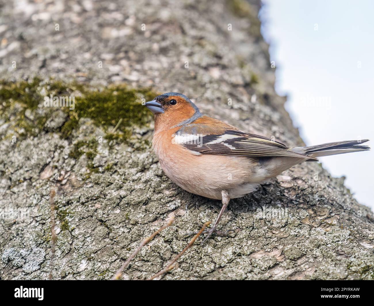 Common chaffinch sits on a tree. Beautiful songbird Common chaffinch in ... Common chaffinch sits on a tree. Beautiful songbird Common chaffinch in ...