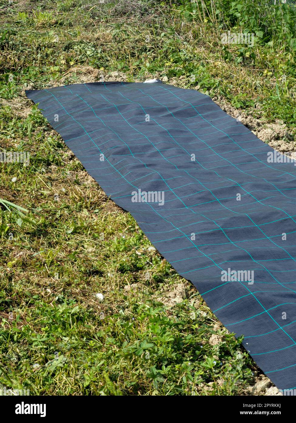 Weed control system with black plastic film. Agricultural technology ...