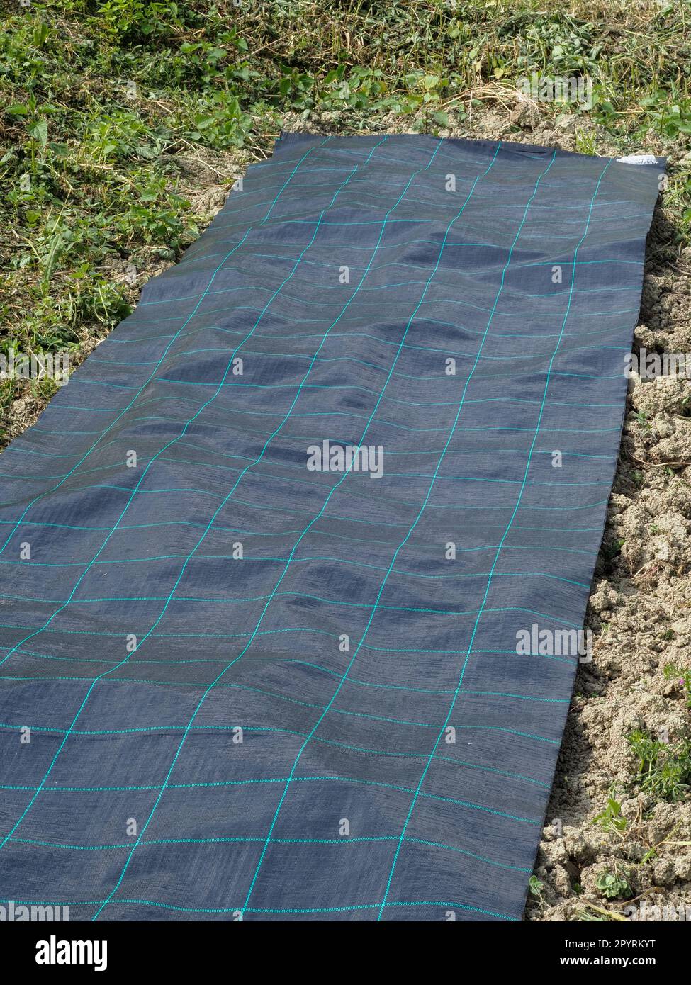 Weed control system with black plastic film. Agricultural technology ...