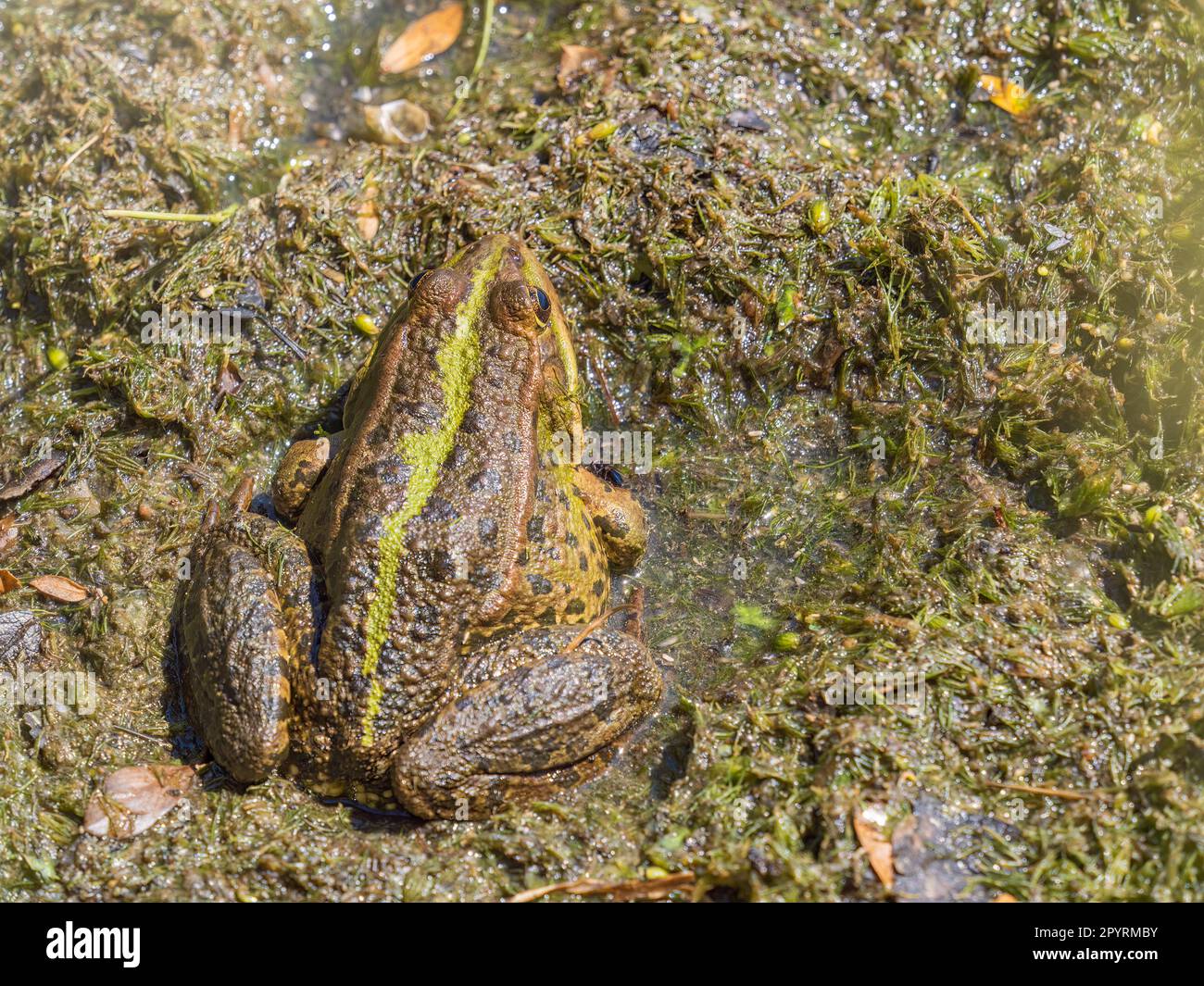 A large green frog with puffy cheeks sits in the marsh Stock Photo - Alamy