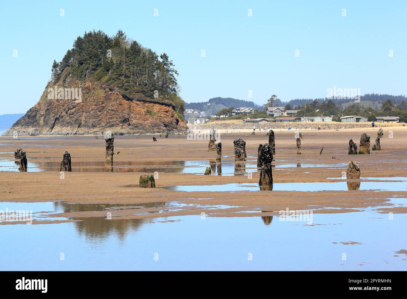 Along the Oregon Coast: Neskowin Sunken Ghost Forest tree trunks on ...