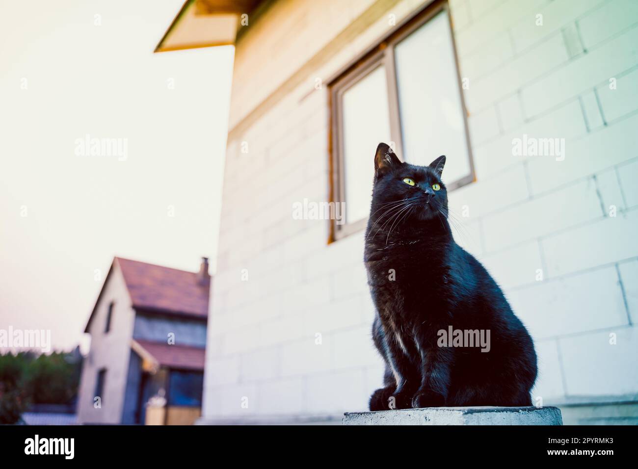 A beautiful black cat in the foreground and a freshly built aerated ...