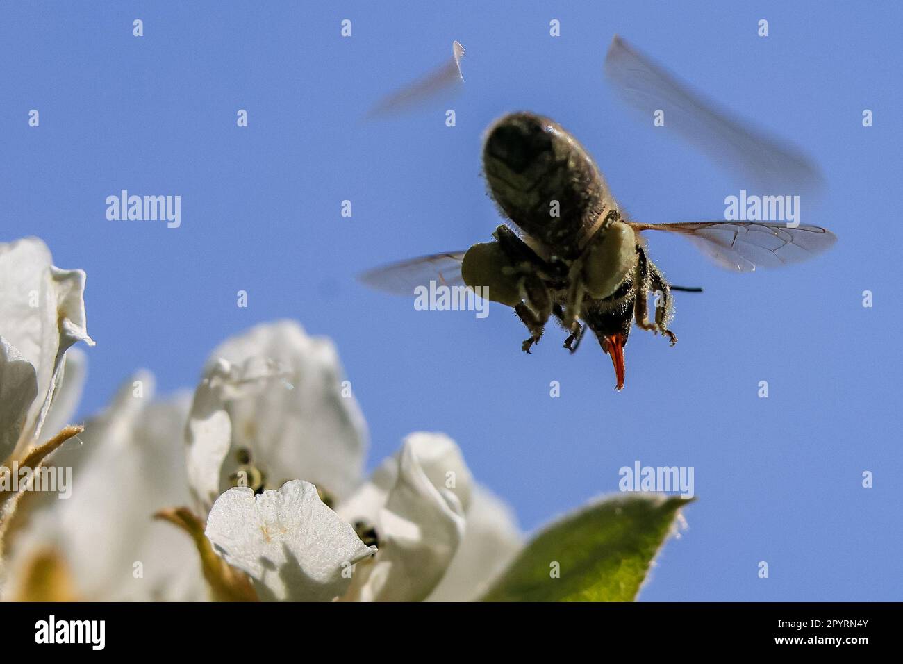 Bee takes off hi-res stock photography and images - Alamy