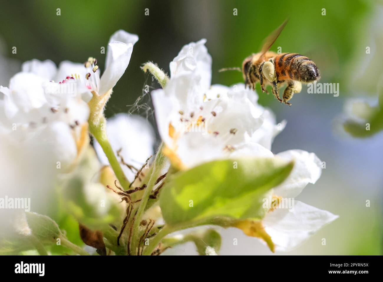 Sour cherry blossom bee hi-res stock photography and images - Alamy
