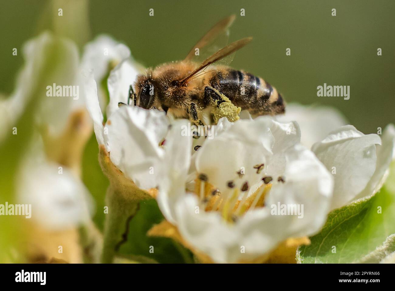 Sour cherry blossom bee hi-res stock photography and images - Alamy