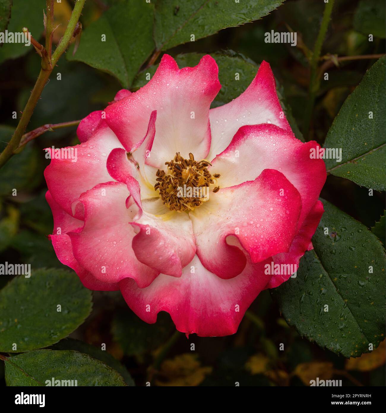 'Betty Boop' Floribunda Rose in Bloom Stock Photo - Alamy