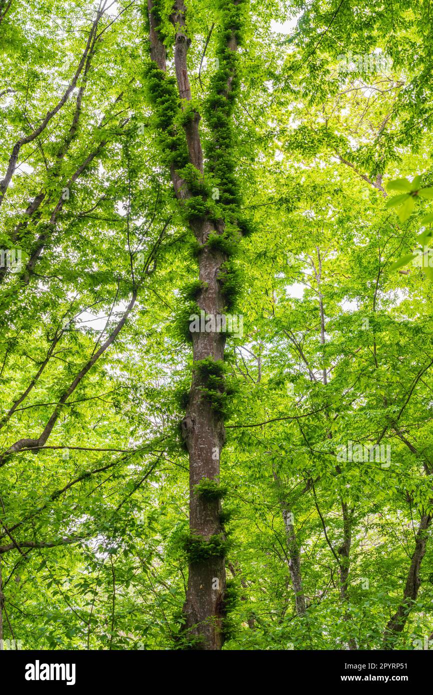 Root large tree overgrown hi-res stock photography and images - Alamy