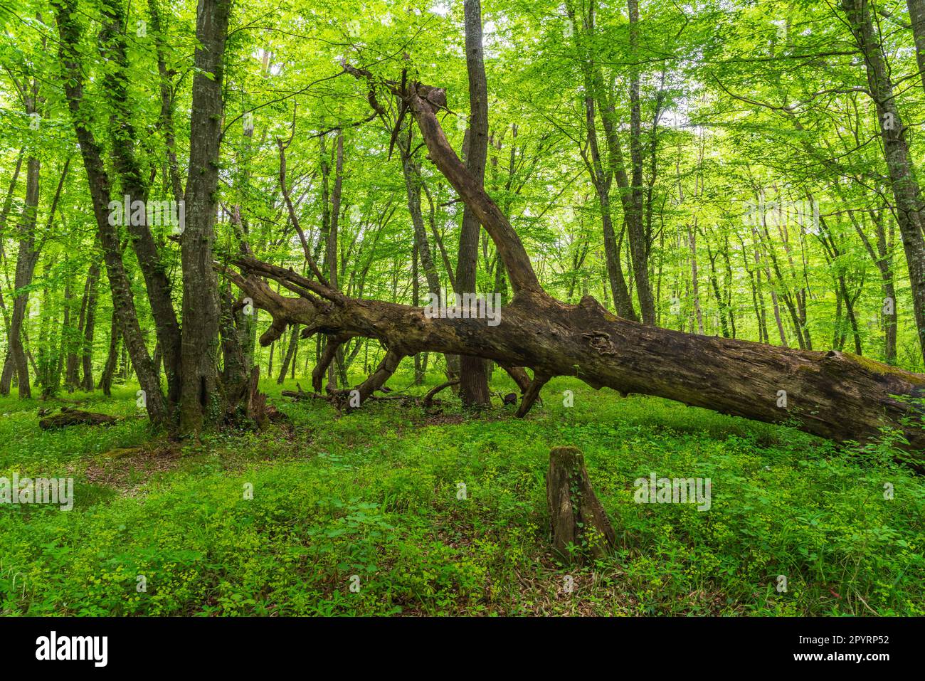 Fallen tree in the green forest Stock Photo - Alamy