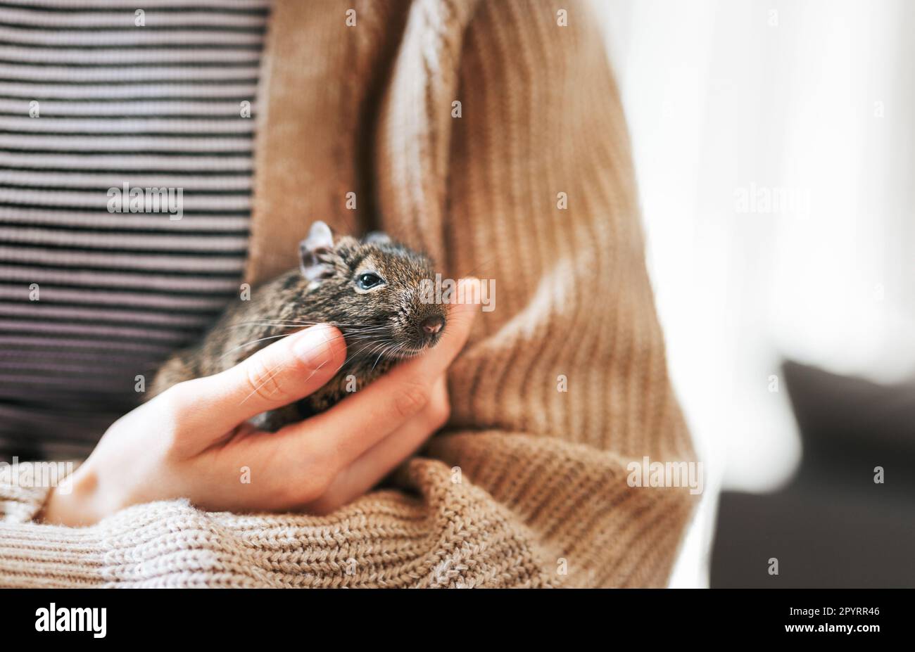 Young girl playing with cute chilean degu squirrel. Cute pet sitting on ...